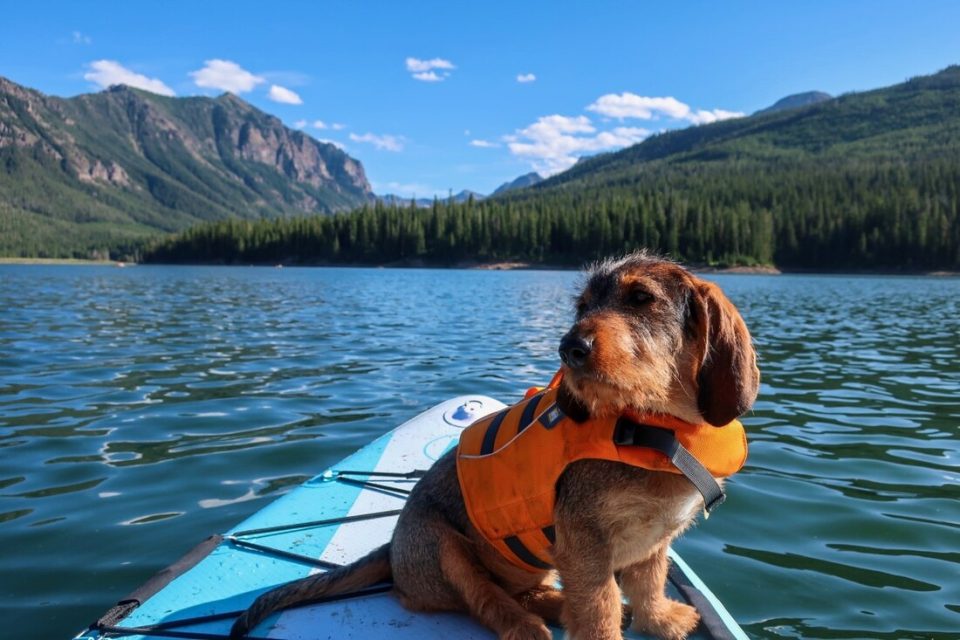 Furry Favorites of Basset Fauve de Bretagnes | Aahroo Kennel
