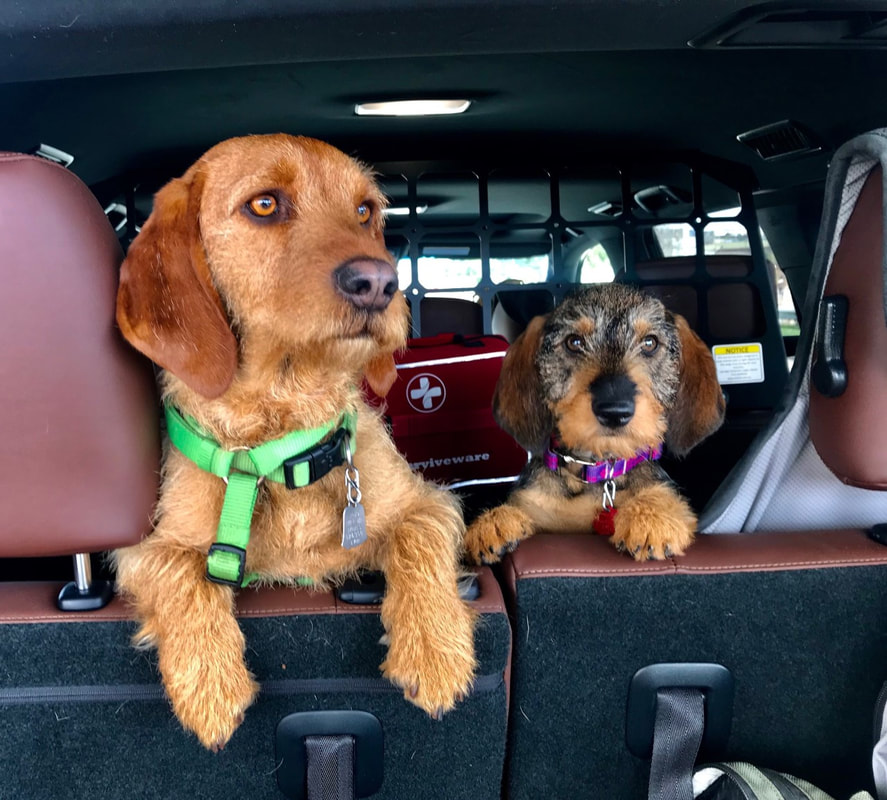 Furry Favorites of Basset Fauve de Bretagnes | Aahroo Kennel