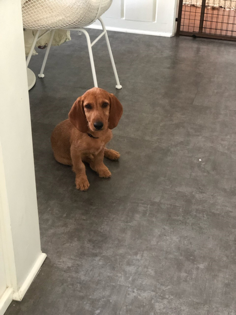 Furry Favorites of Basset Fauve de Bretagnes | Aahroo Kennel